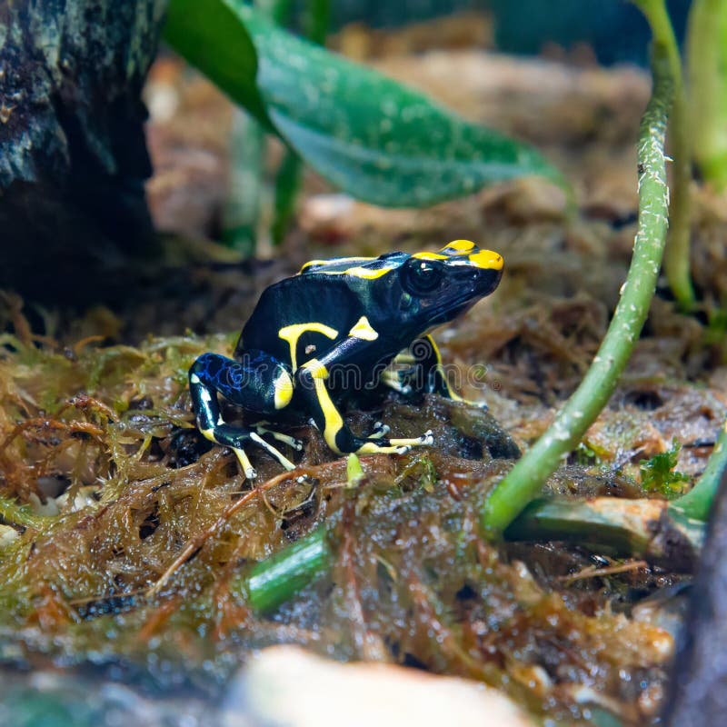 Poison dart frog stock photo. Image of colorful, aquatic - 273658976