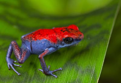 Poison dart frog Escudo stock image. Image of jungle - 28126475