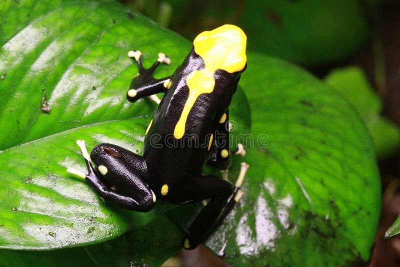 Poison Dart Frog Food Stock Photos - Free & Royalty-Free Stock Photos ...