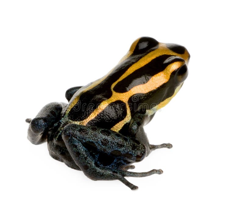 Poison Dart Frog - Ranitomeya Amazonica or Dendrob Stock Photo - Image ...