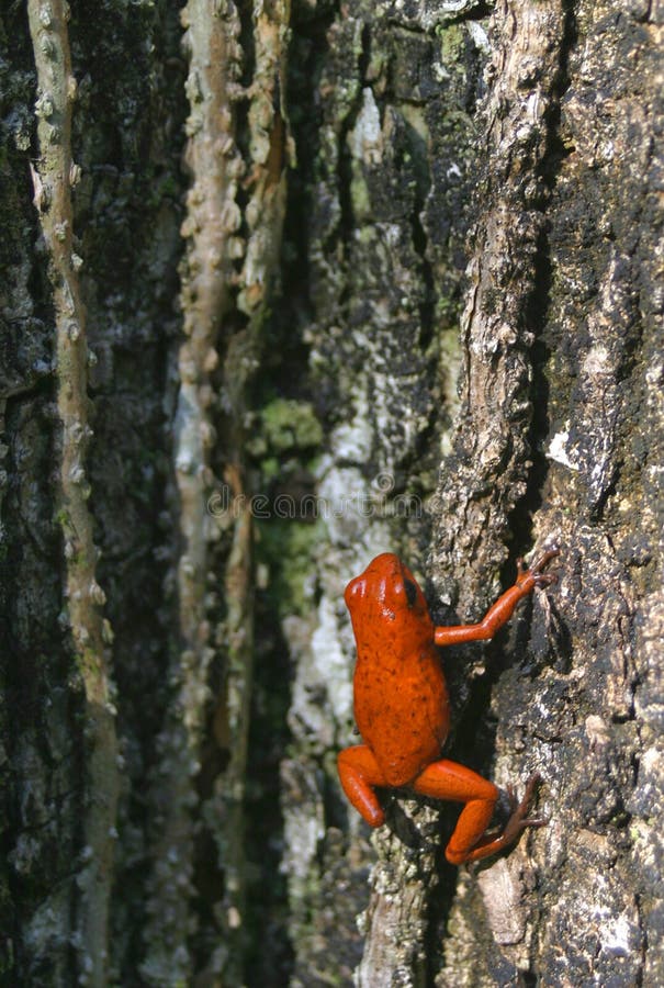 Poison Dart Frog on Tree Trunk Stock Photo - Image of poisonous ...