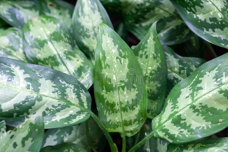 Poison Dart Plant, Aglaonema Commutatum Stock Photo - Image of garden ...