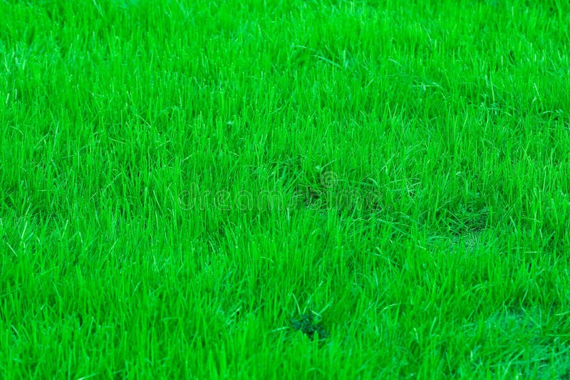 Poison green stock photo. Image of spring, lawn, landscape - 5510920