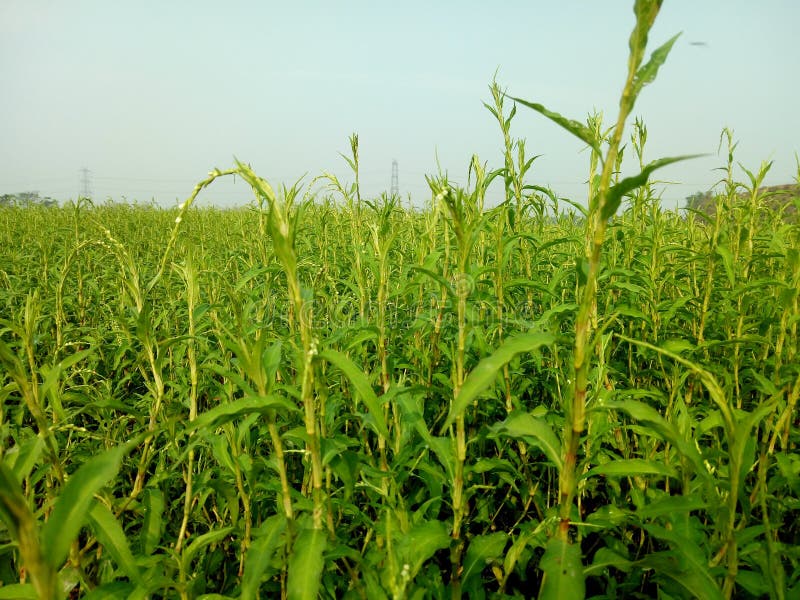 Poison Green Grass on the Field Ground Stock Photo - Image of poison ...