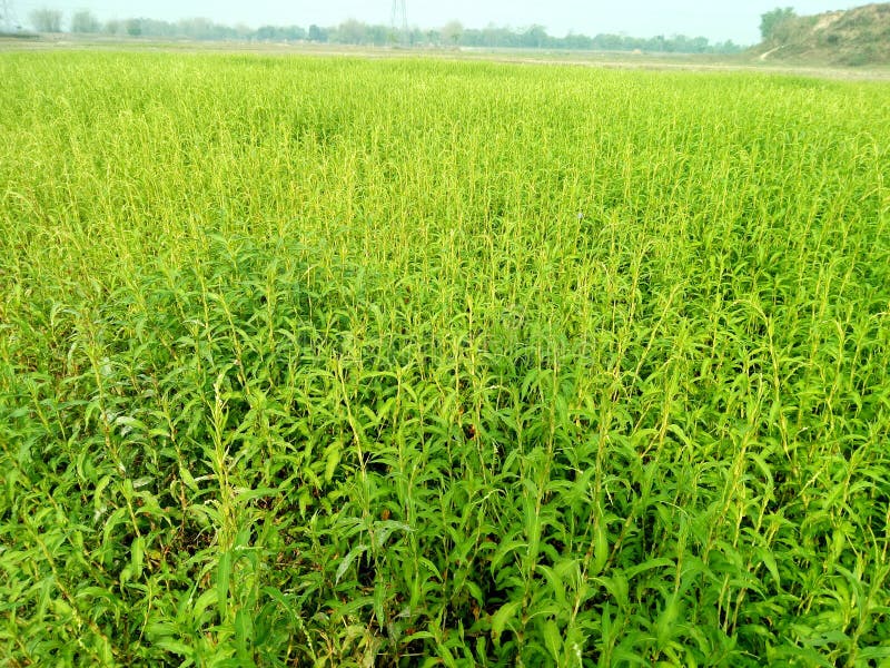 Poison Green Grass on the Field Ground Stock Image - Image of field ...