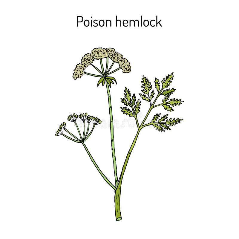 Poison Hemlock Conium Maculatum , Medicinal Plant Stock Vector ...