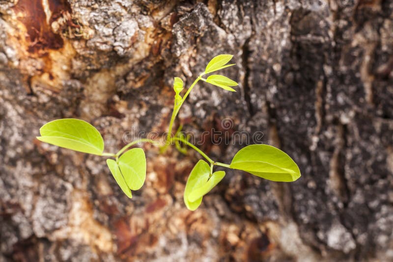 Poison Ivy Near a River Bank, Virginia Stock Photo - Image of virginia ...