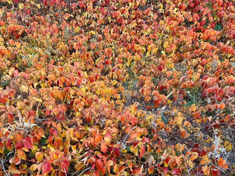 Poison Ivy Background stock photo. Image of plants, nature - 209091510