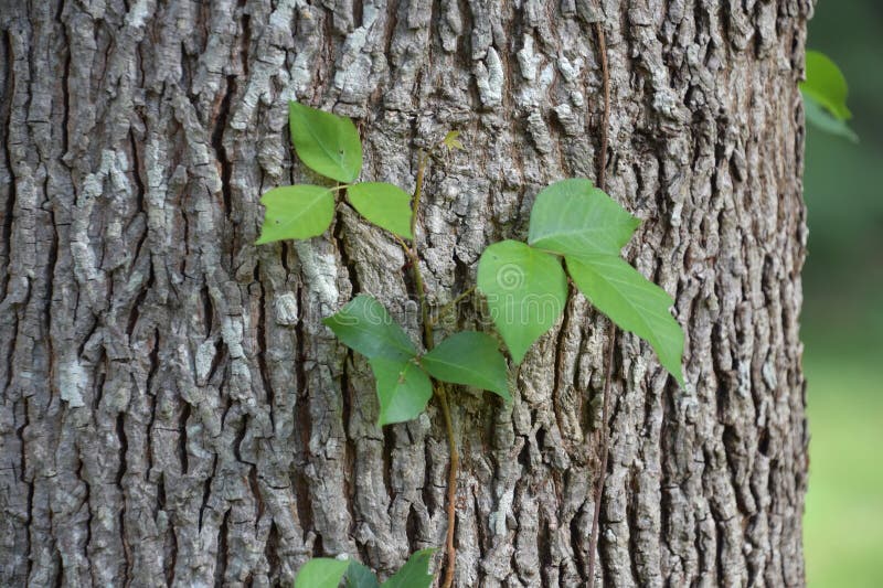 Poisonous Ivy Climbing Up a Tree Trunk Stock Photo - Image of poison ...