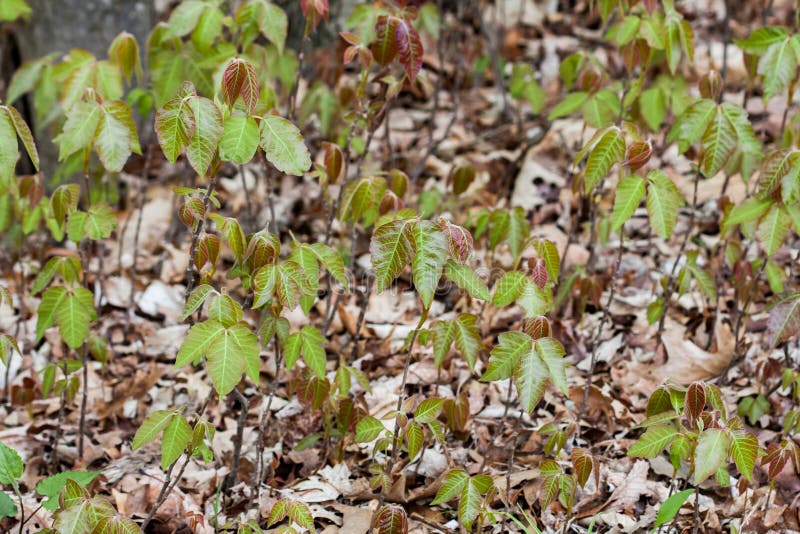 Poison Ivy stock photo. Image of full, people, plant - 71827218