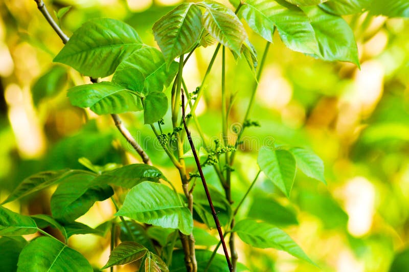 Poison Ivy with Flower Buds Stock Image - Image of horizontal, poison ...