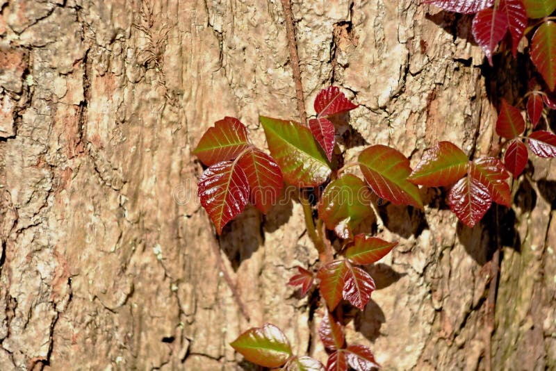 Poison Ivy Growing on the Bark of a Tree Stock Photo - Image of outdoor ...