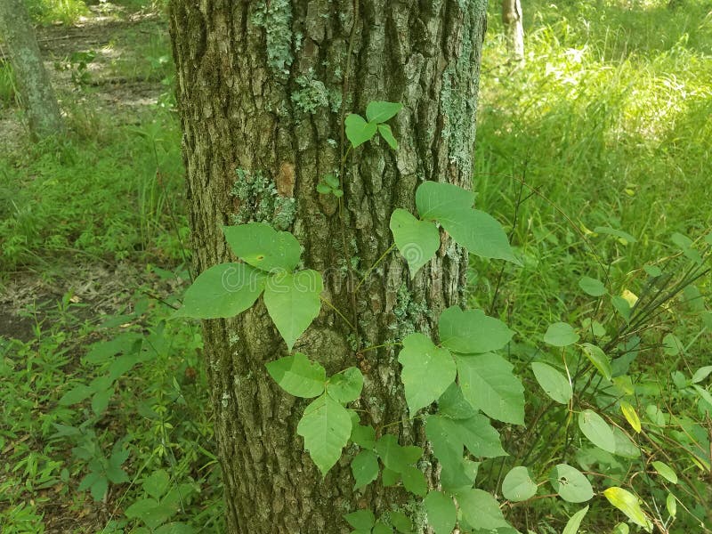 Poison Ivy Vine stock photo. Image of poison, growth, itching - 5213984
