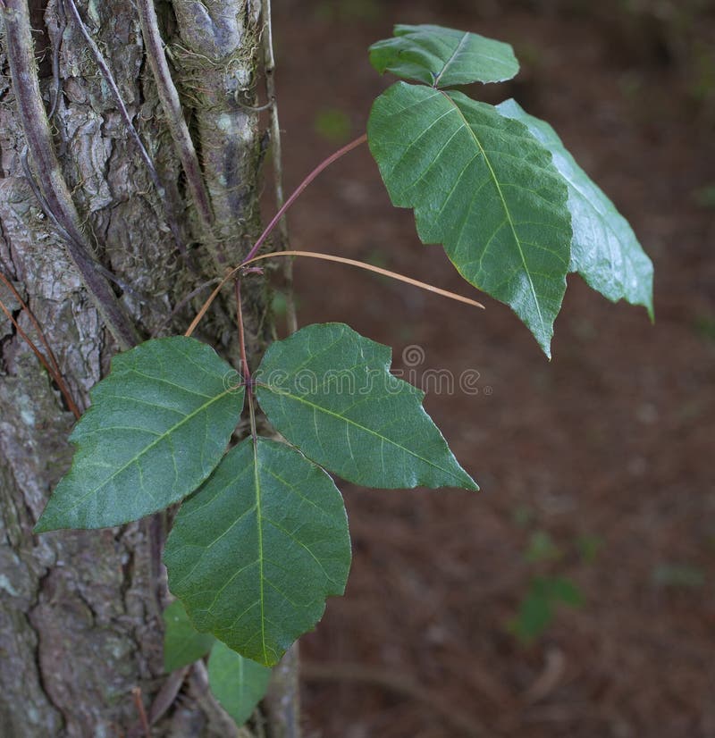Poison Ivy, Toxicodendron Radicans Stock Image - Image of toxicodendron ...