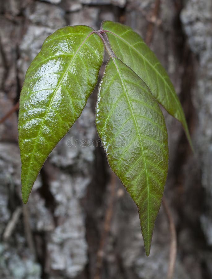 Poison ivy leaves stock image. Image of pine, wood, grey - 55243085