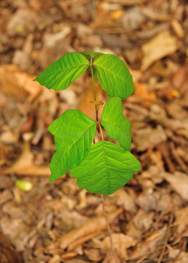 Poison Ivy stock image. Image of spring, arrival, hated - 53673907