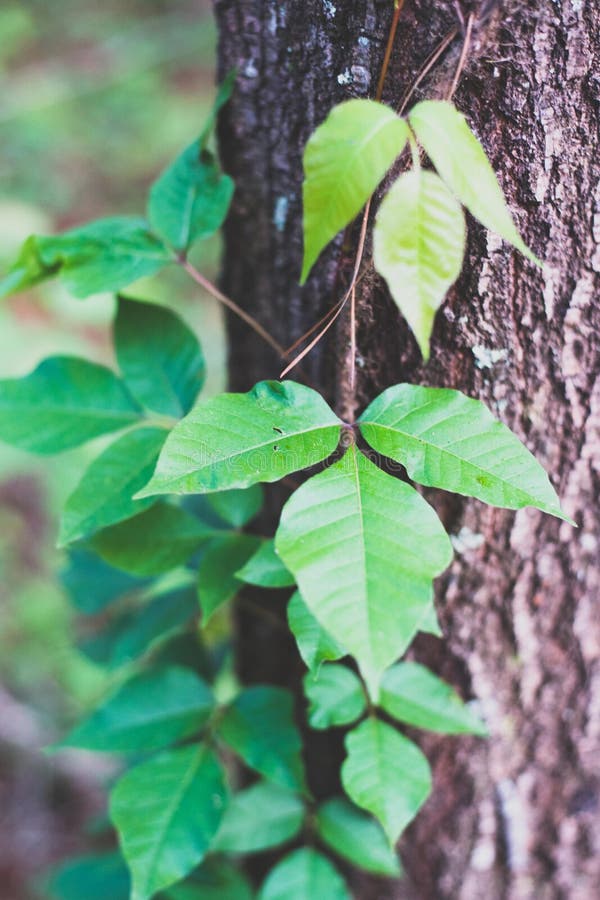 250 Vine Tree Bark Isolated Stock Photos - Free & Royalty-Free Stock ...