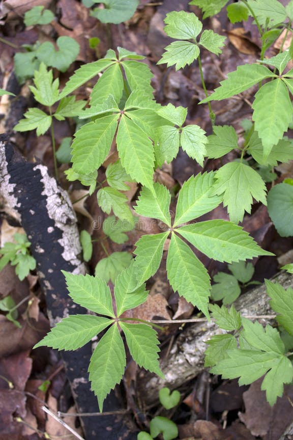 Poison Ivy stock photo. Image of poisonous, tree, weed - 30717082