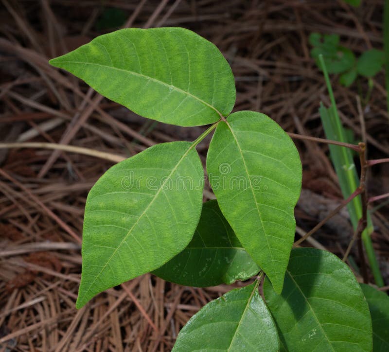 Poison ivy plant growing stock image. Image of beige - 344621219