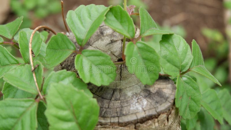 Poison Ivy Plants on the Trunks, Green Leaves Stock Photo - Image of ...