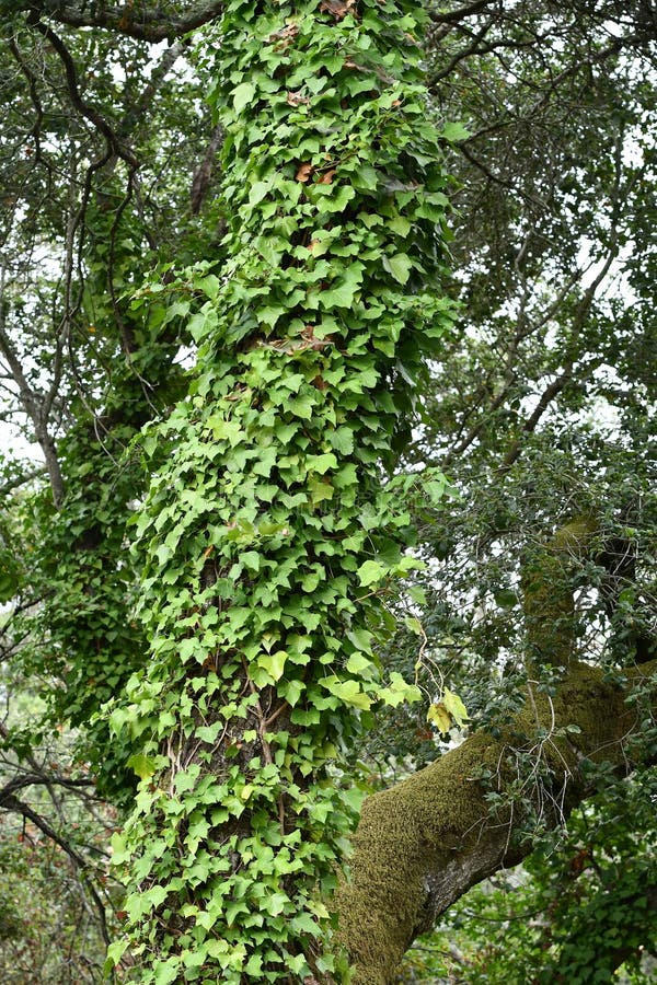 Japanese Ivy stock image. Image of japanese, green, tree - 291795271