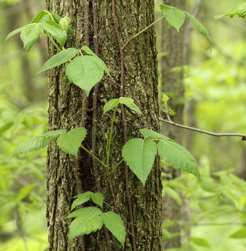Poison Ivy, Toxicodendron Radicans Stock Image - Image of toxicodendron ...