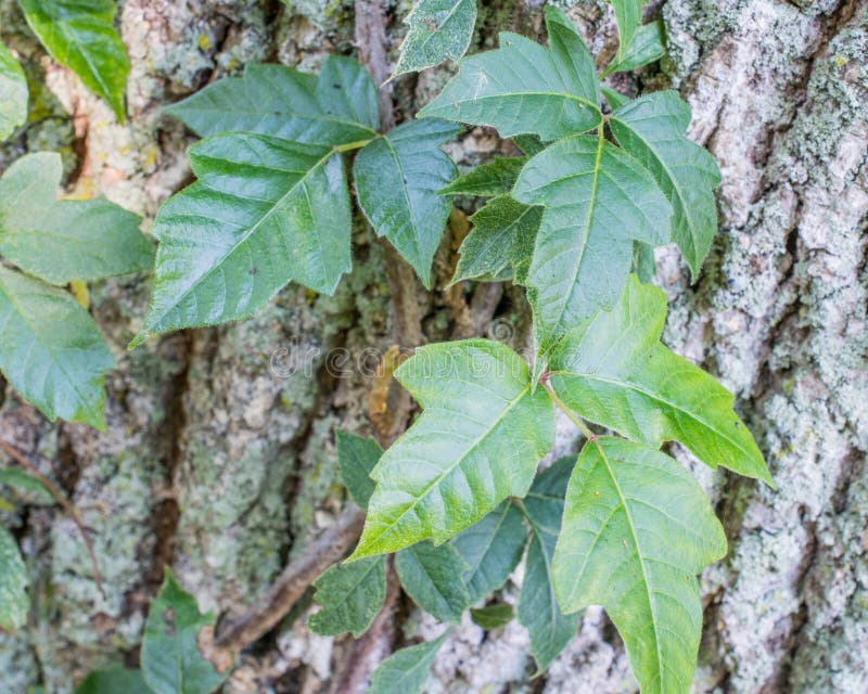 Poison Ivy on Tree Trunk stock image. Image of toxic - 77674929