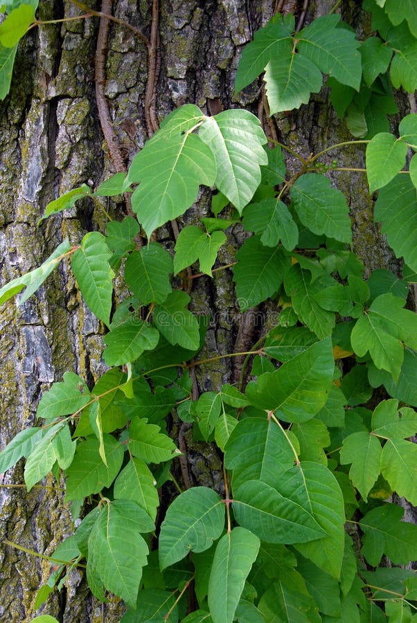Poison Ivy in the woods stock photo. Image of disambiguation - 37039632