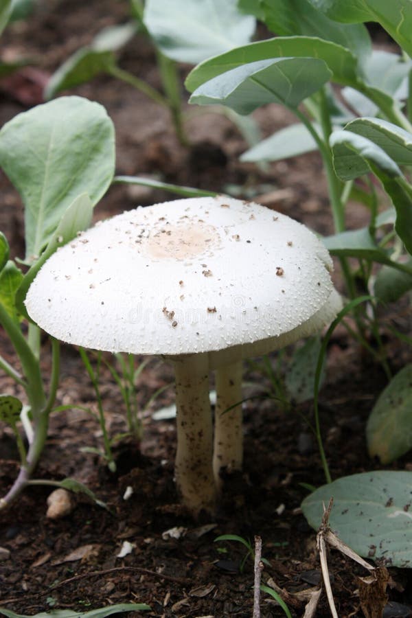 Poison mushroom stock photo. Image of beauty, toxic, fungus - 71861426