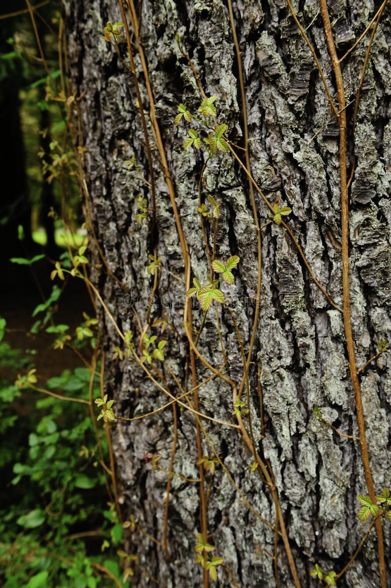 203 Poison Oak Rash Stock Photos - Free & Royalty-Free Stock Photos ...