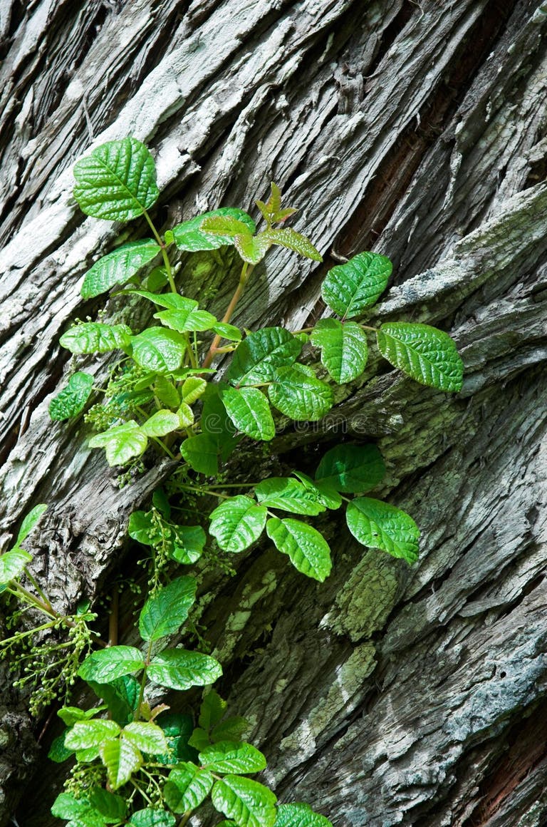 203 Poison Oak Rash Stock Photos - Free & Royalty-Free Stock Photos ...