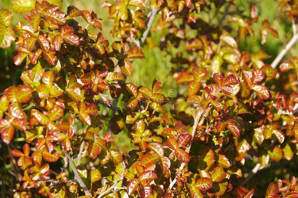 Poison Oak Bush stock image. Image of outdoor, poison - 24285915