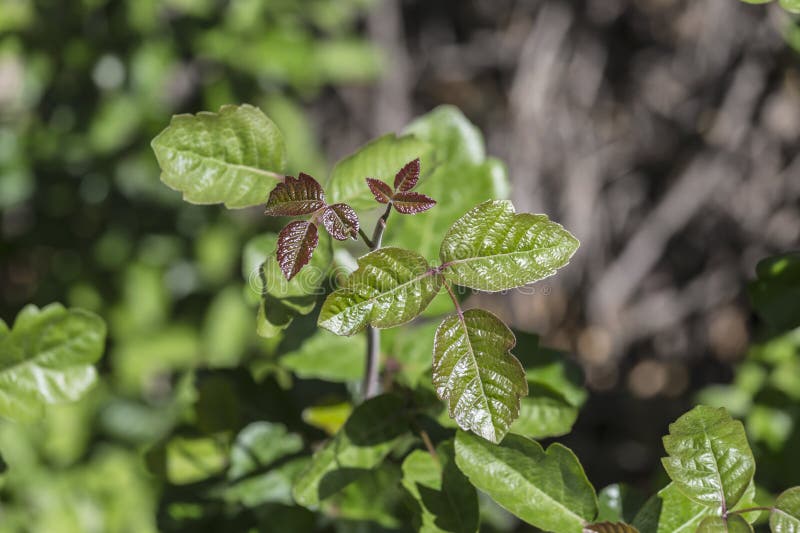 Poison Oak stock image. Image of urushiol, steroids, agricultural ...