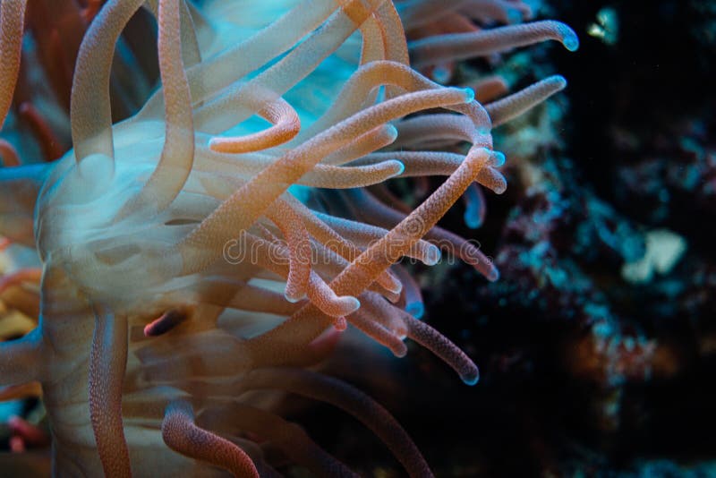 Poison stock photo. Image of detail, intricate, preset - 60606764