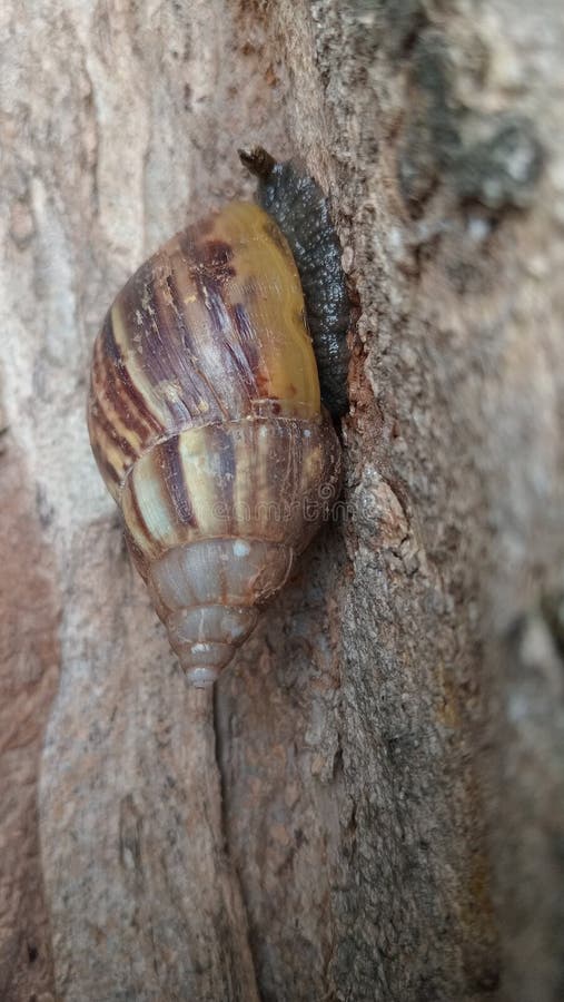 Poison Snails Walking on the Trees Stock Image - Image of snail ...
