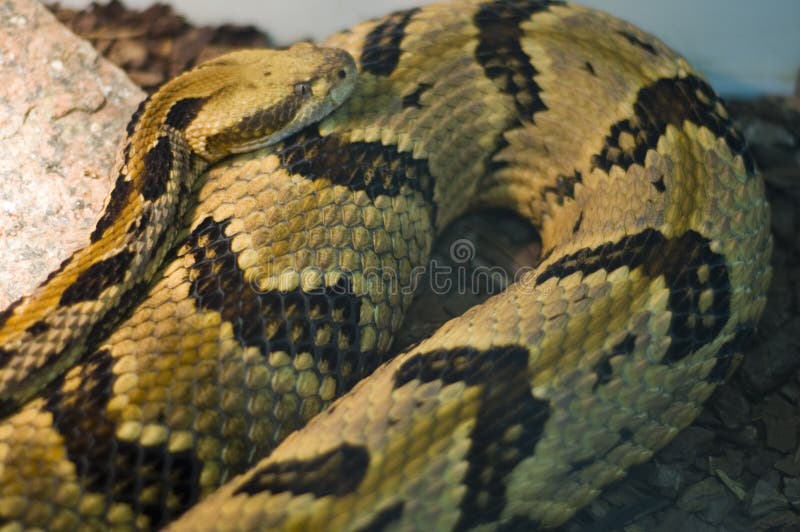 Poison snake stock photo. Image of fear, cobra, mouth - 1089834