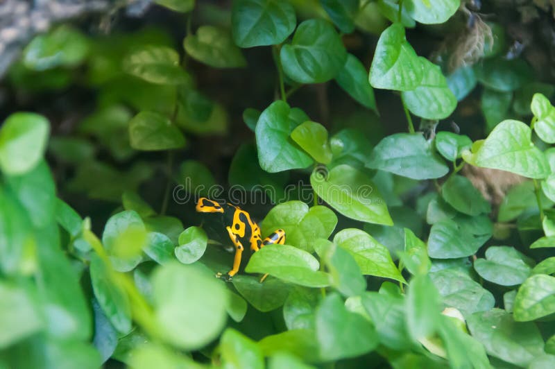 Poison Toad Yellow Striped Toad Stock Image - Image of freshwater ...