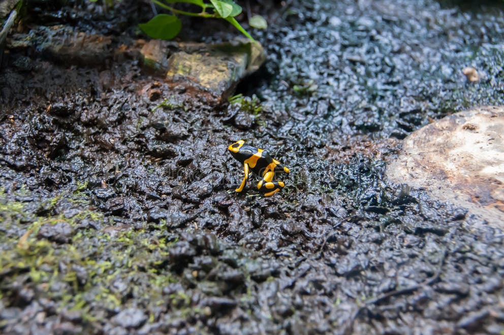 Poison Toad Yellow Striped Toad Stock Photo - Image of migration ...
