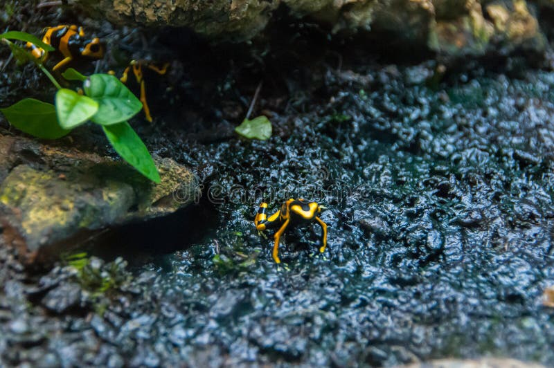 Poison Toad Yellow Striped Toad Stock Image - Image of oceanarium ...