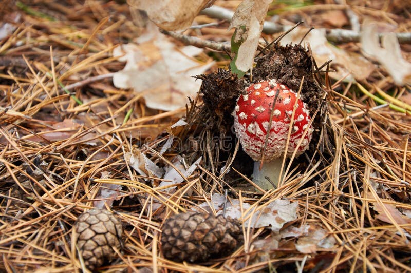 Poisonous amonita growing stock photo. Image of grow - 101885082
