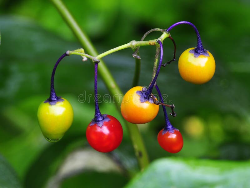 Trap Berries Stock Photos - Free & Royalty-Free Stock Photos from ...