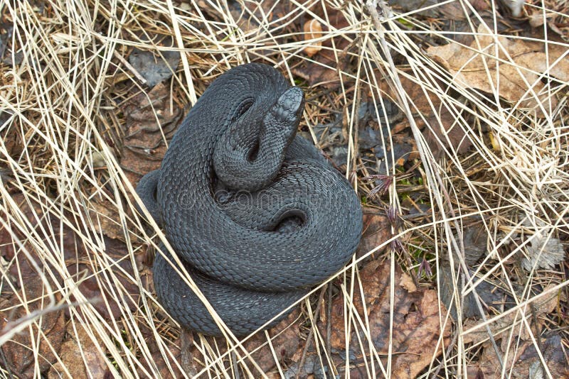 891 Poisonous Black Adder Stock Photos - Free & Royalty-Free Stock ...