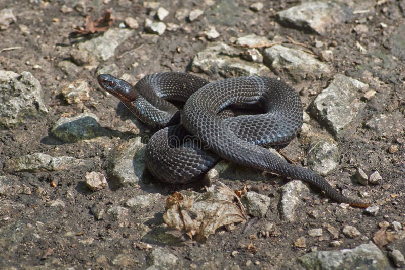 Poisonous black adder. stock image. Image of scale, cute - 76282137