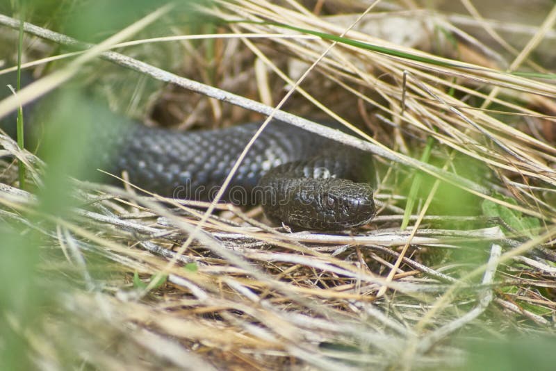 Poisonous Black Adder in the Forest. Stock Photo - Image of europe ...