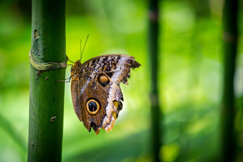 Poisonous Butterfly on a Leaf Stock Photo - Image of magical, flying ...
