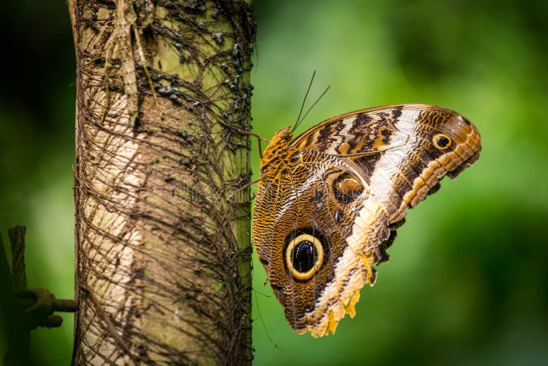 Poisonous Butterfly on a Leaf Stock Photo - Image of magical, flying ...