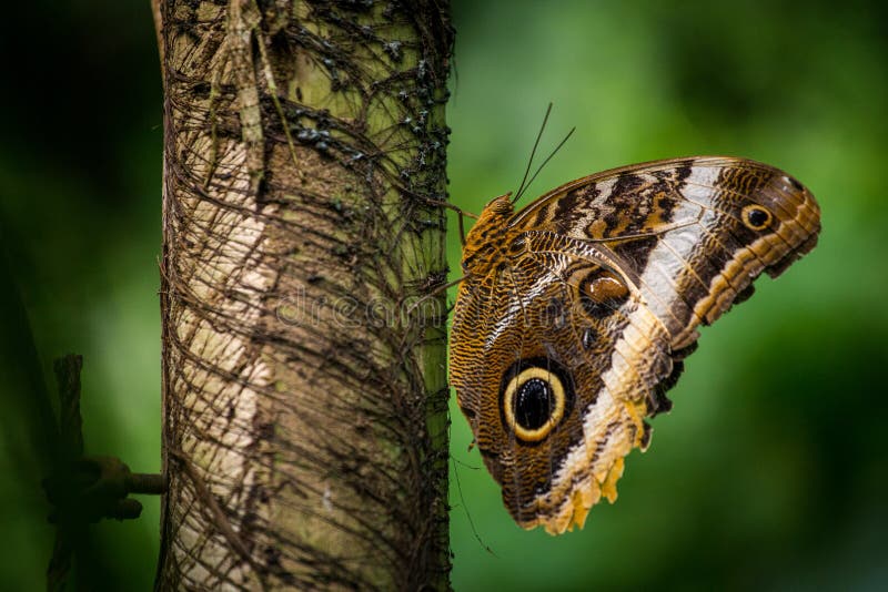 Poisonous Butterfly on a Leaf Stock Photo - Image of magical, flying ...