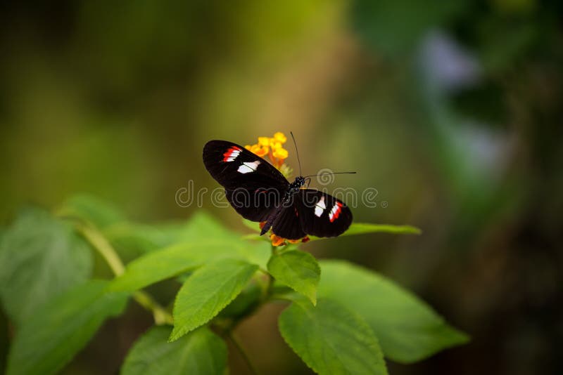 Poisonous Butterfly on a Leaf Stock Photo - Image of magical, flying ...