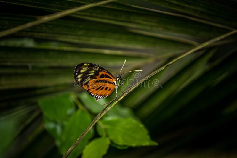 Poisonous Butterfly on a Leaf Stock Photo - Image of magical, flying ...
