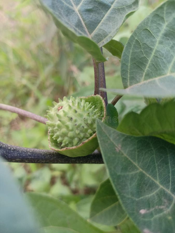 Poisonous and Dangerous Fruit Stock Photo - Image of vegetable ...